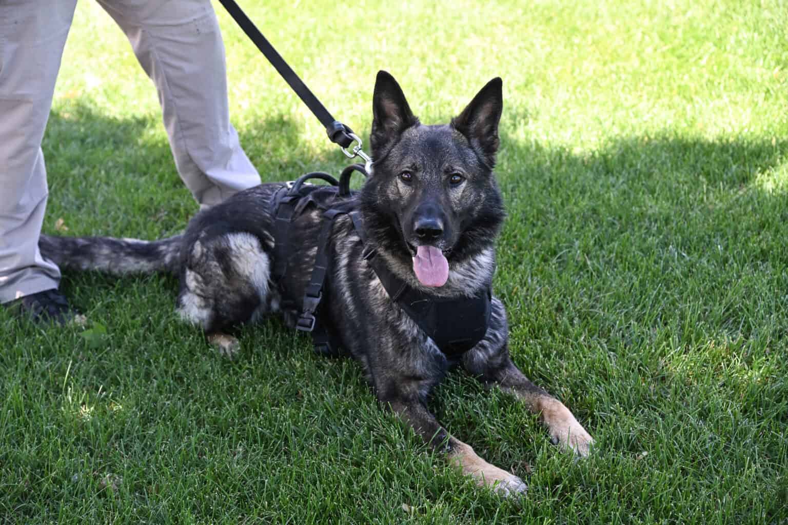 Narcotics Arrest and Firearm Seizure Following K9 Alert – El Paso ...